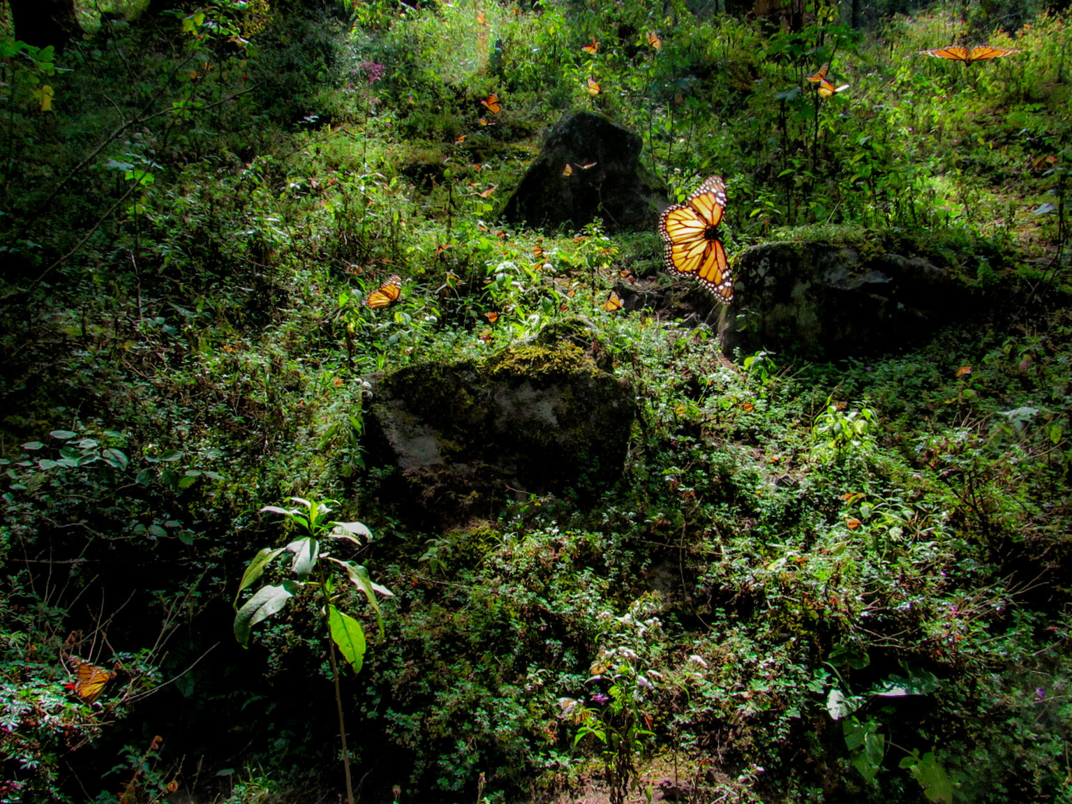 Monarch Sanctuaries - Monarch Odyssey